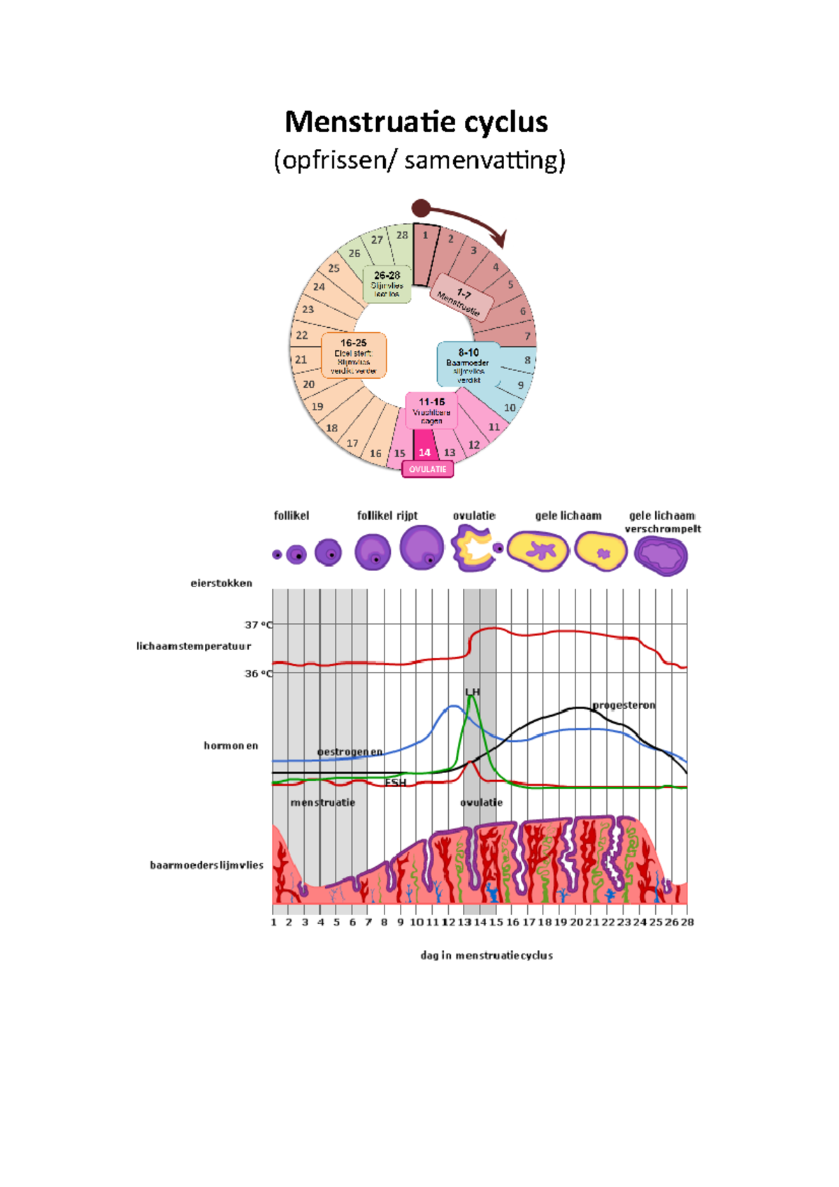 Samenvatting - Menstruatie cyclus - Menstruatie cyclus samenvatting ...