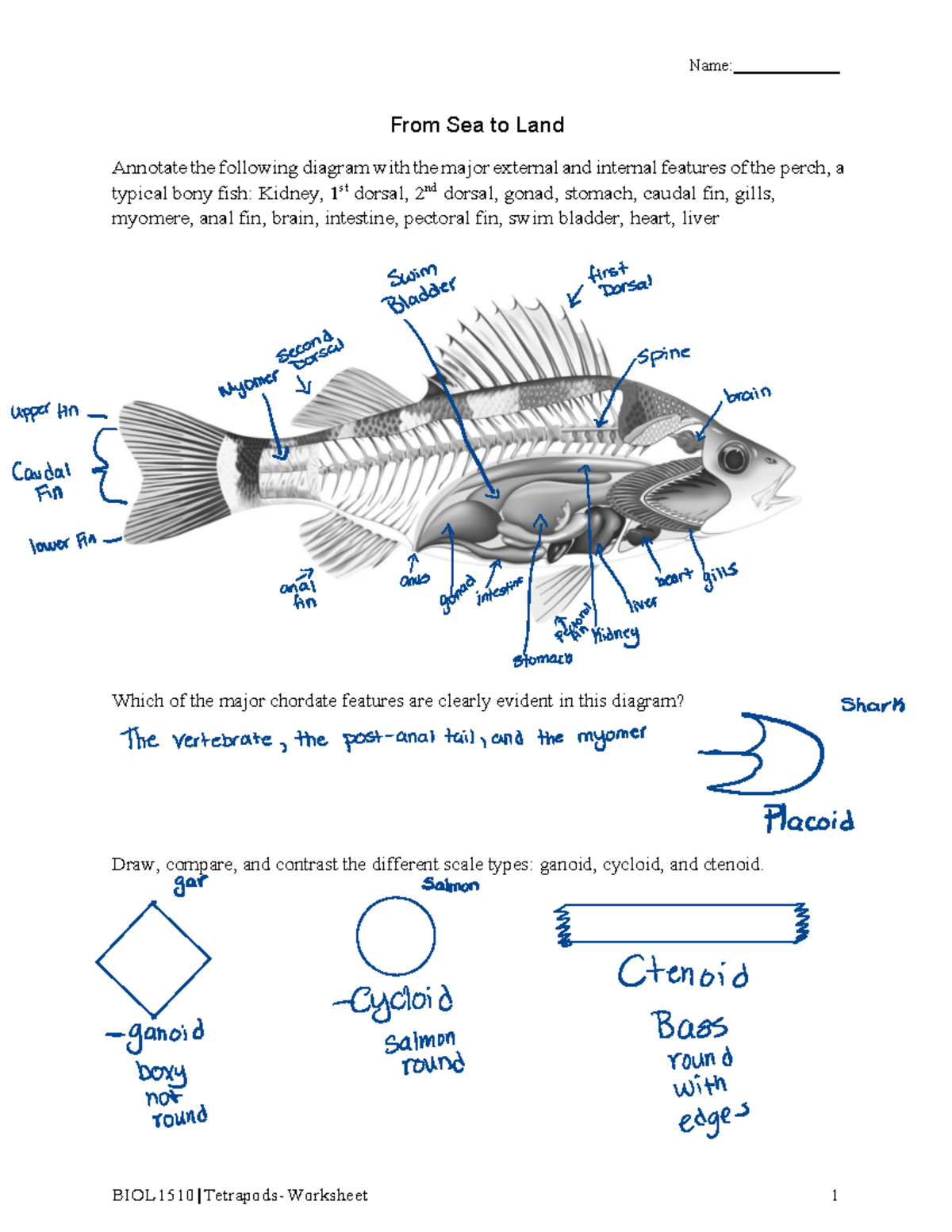 From Sea to Land Worksheet - BIOL 1510 - NSU - Studocu