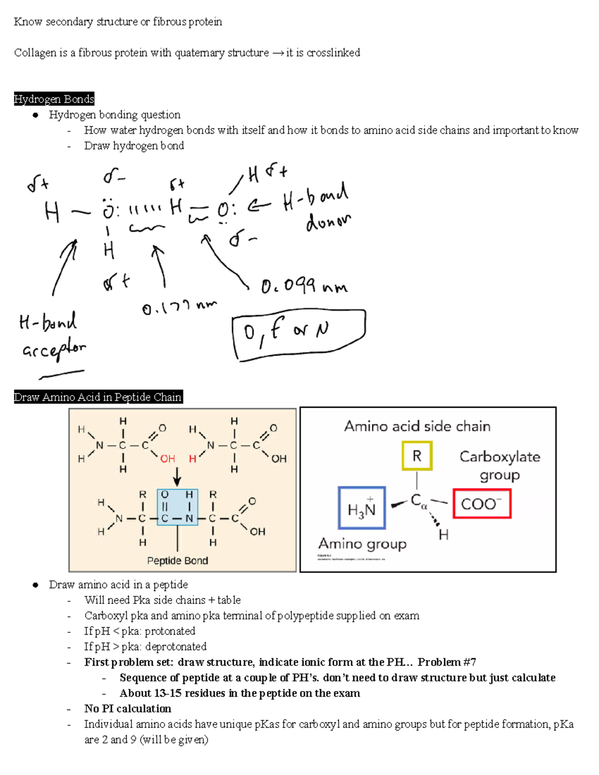 Biochem 153A [Completed] Midterm I Study Guide - Know secondary ...