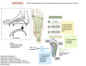 Leccion espacio subinguinal - Es un espacio que se encuentra profundo ...