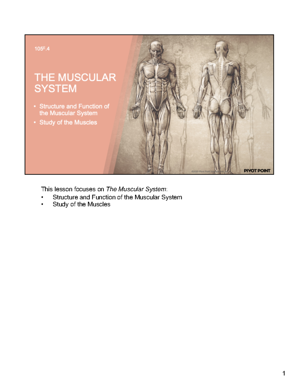 105E 04 Study Slides - This lesson focuses on The Muscular System ...