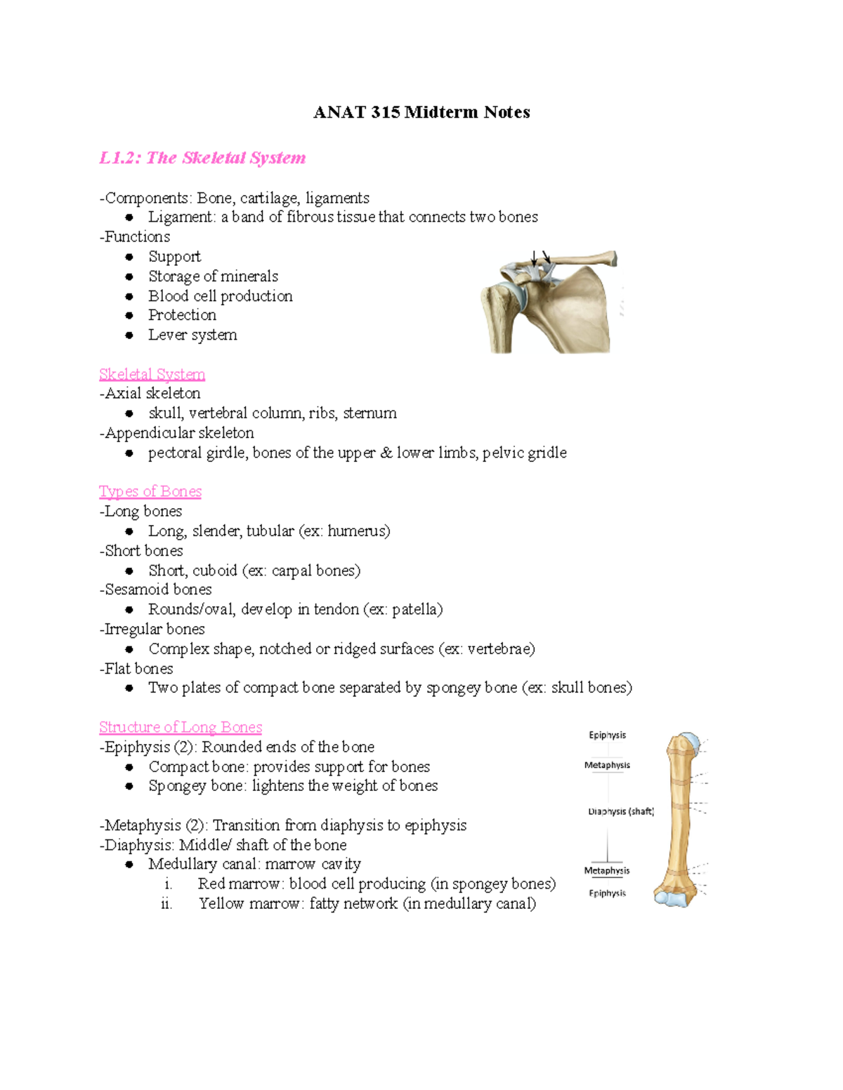 ANAT 315 Midterm Notes - ANAT 315 Midterm Notes L1: The Skeletal System ...