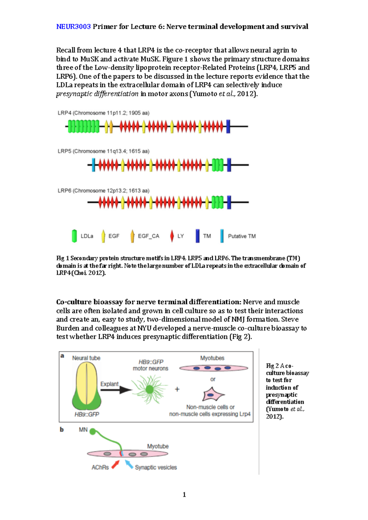 Primer for neuro development lecture 6 2019 - Recall from lecture 4 that LRP4 is the - Studocu