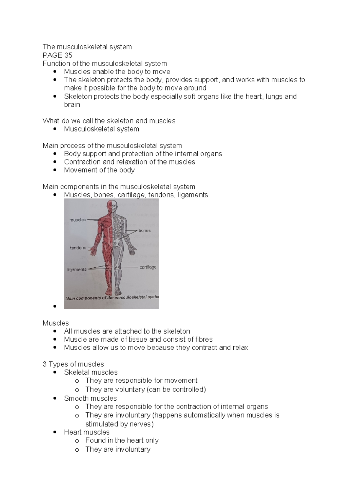 The musculoskeletal system - Studocu