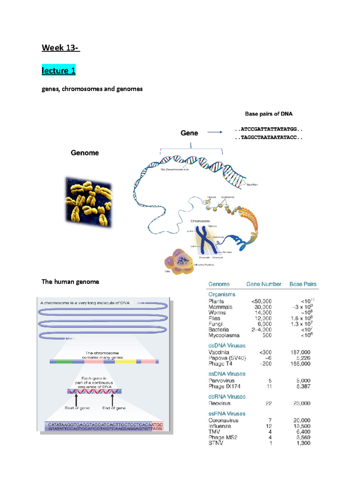 Week 13 notes - Week 13- lecture 1 genes, chromosomes and genomes The ...