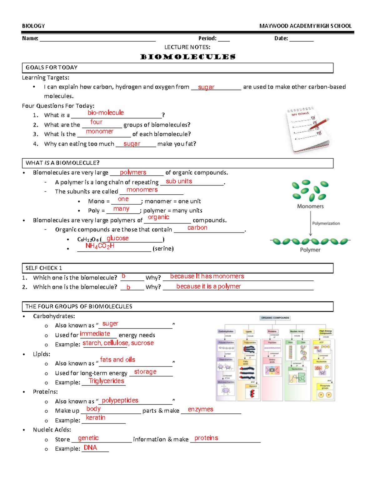 Exploring Biomolecules: Biology Lecture notes, necleotides, monomers ...