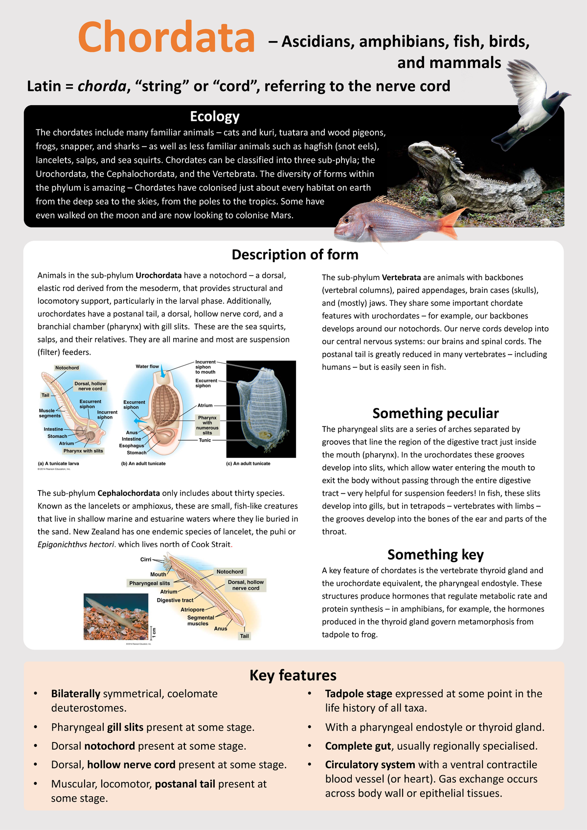 Chordata - Phylum - Chordata Latin = chorda, “string” or “cord ...