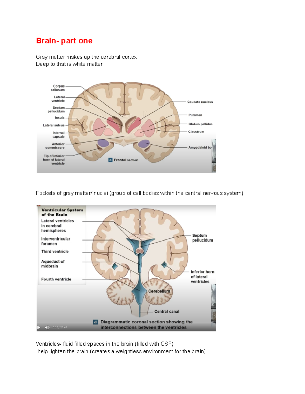 Video lecture - brain notes - Brain- part one Gray matter makes up the ...