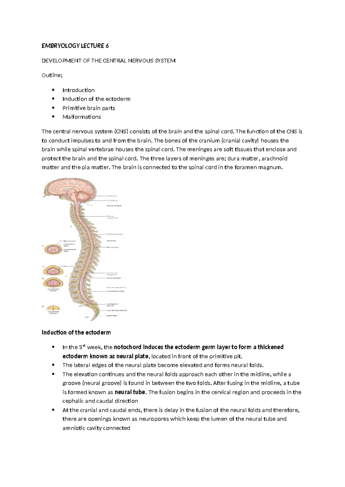 CNS Development. - EMBRYOLOGY LECTURE 6 DEVELOPMENT OF THE CENTRAL ...