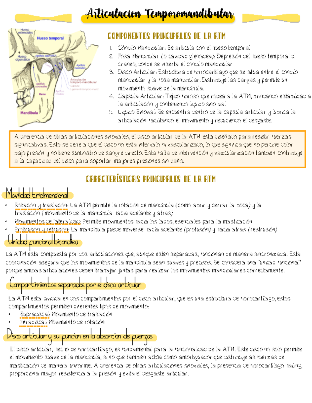 ATM fisiologia oral - Articulacion Temporomandibular Componentes ...
