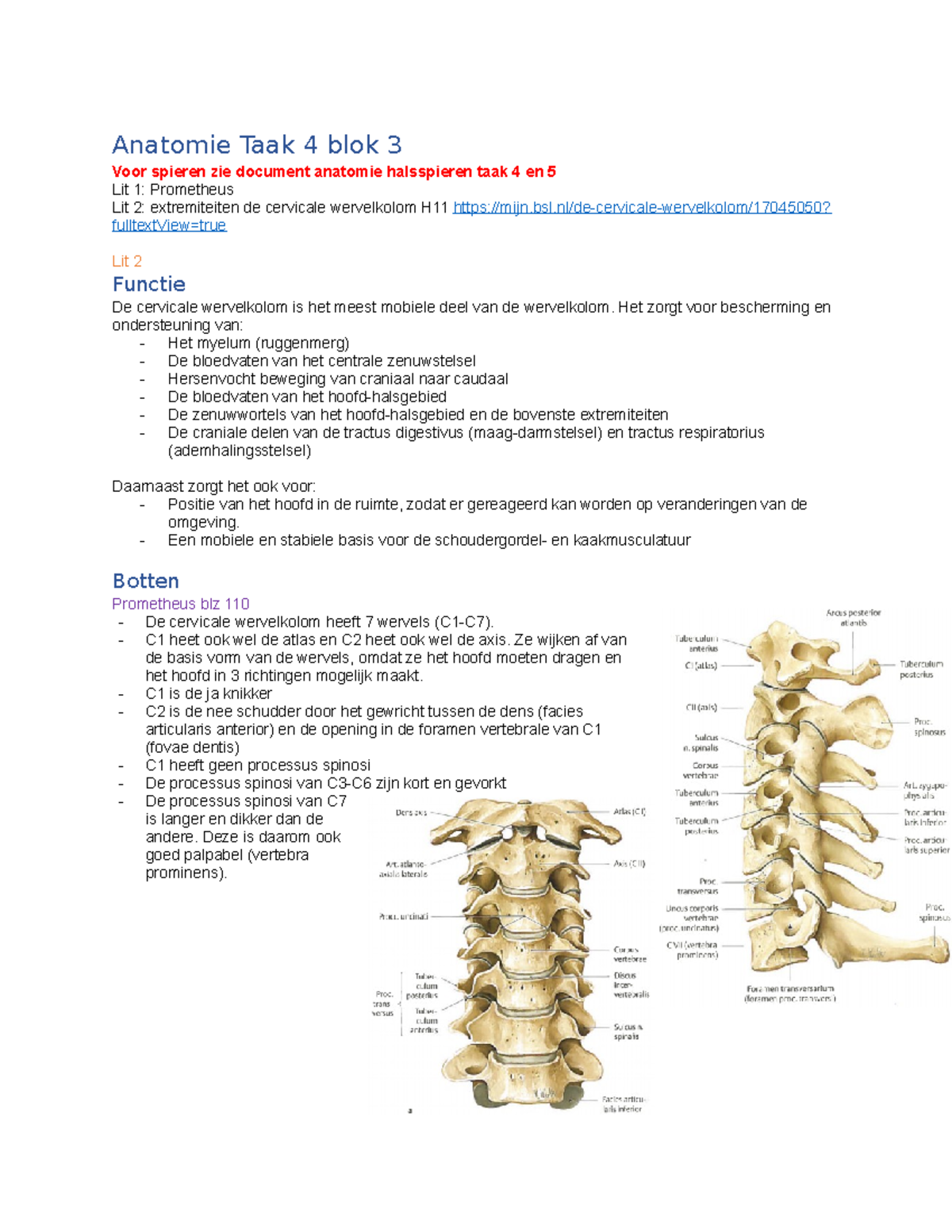 Anatomie laag cervicaal - Anatomie Taak 4 blok 3 Voor spieren zie ...