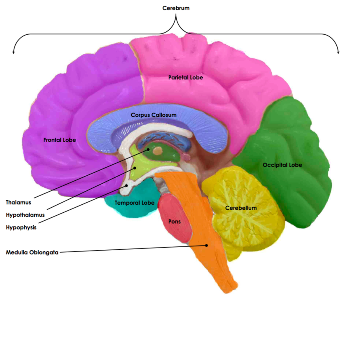 Brain - BIO 101 - Studocu
