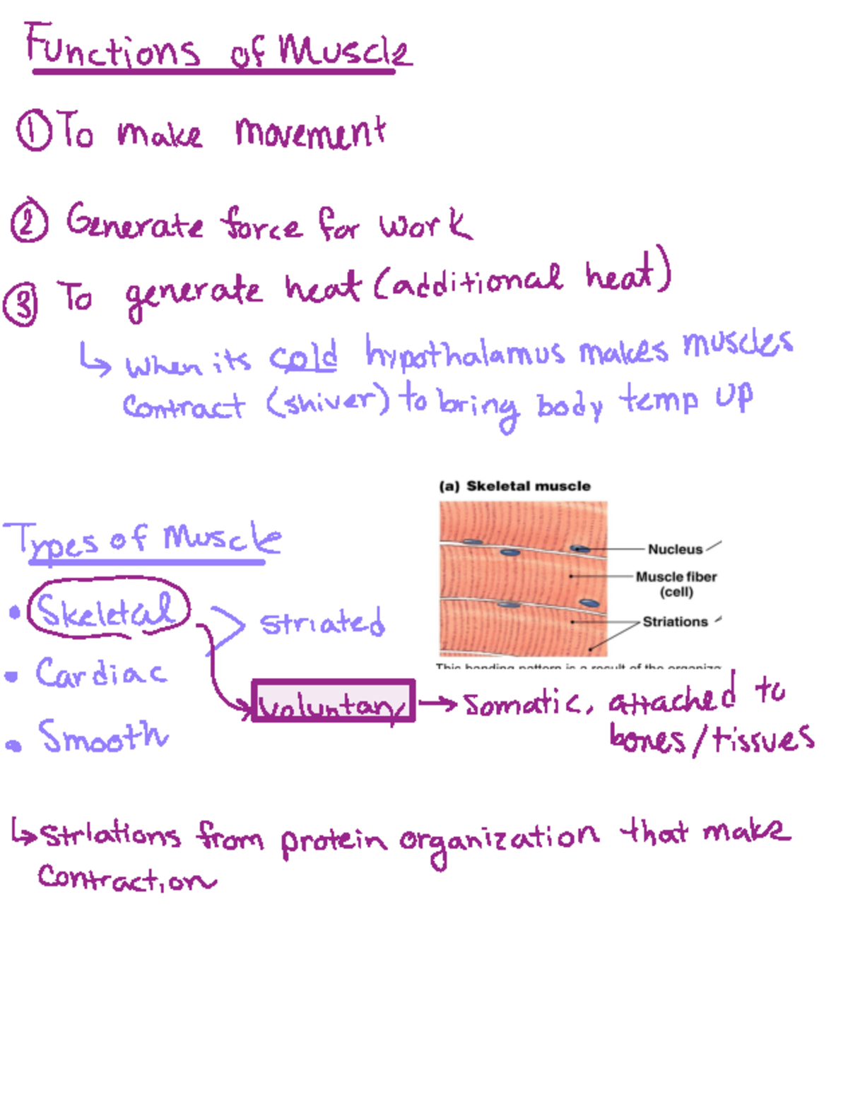 Lecture Notes Muscle - This covers the physiology of the muscular ...