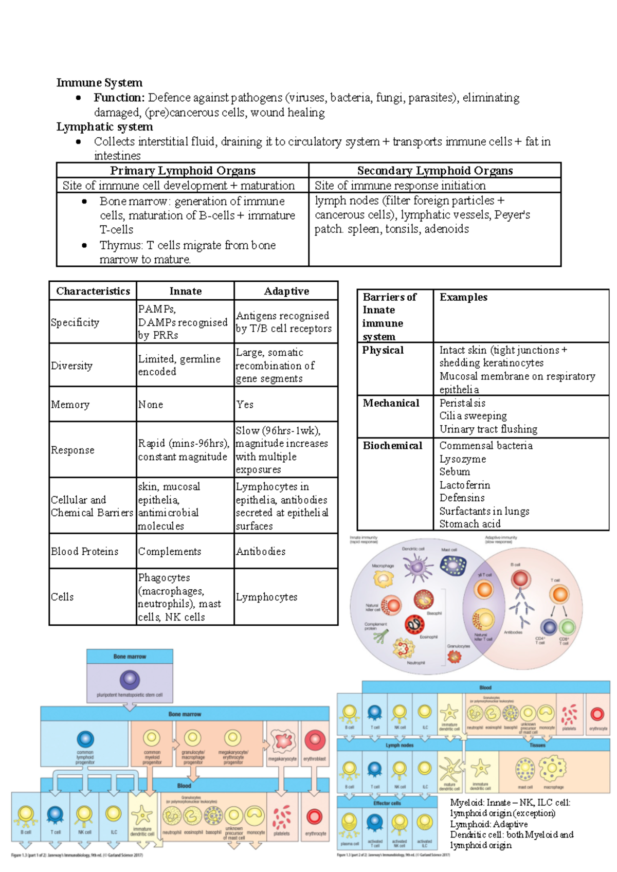 Immune system summary - Immune System - Function: Defence against ...