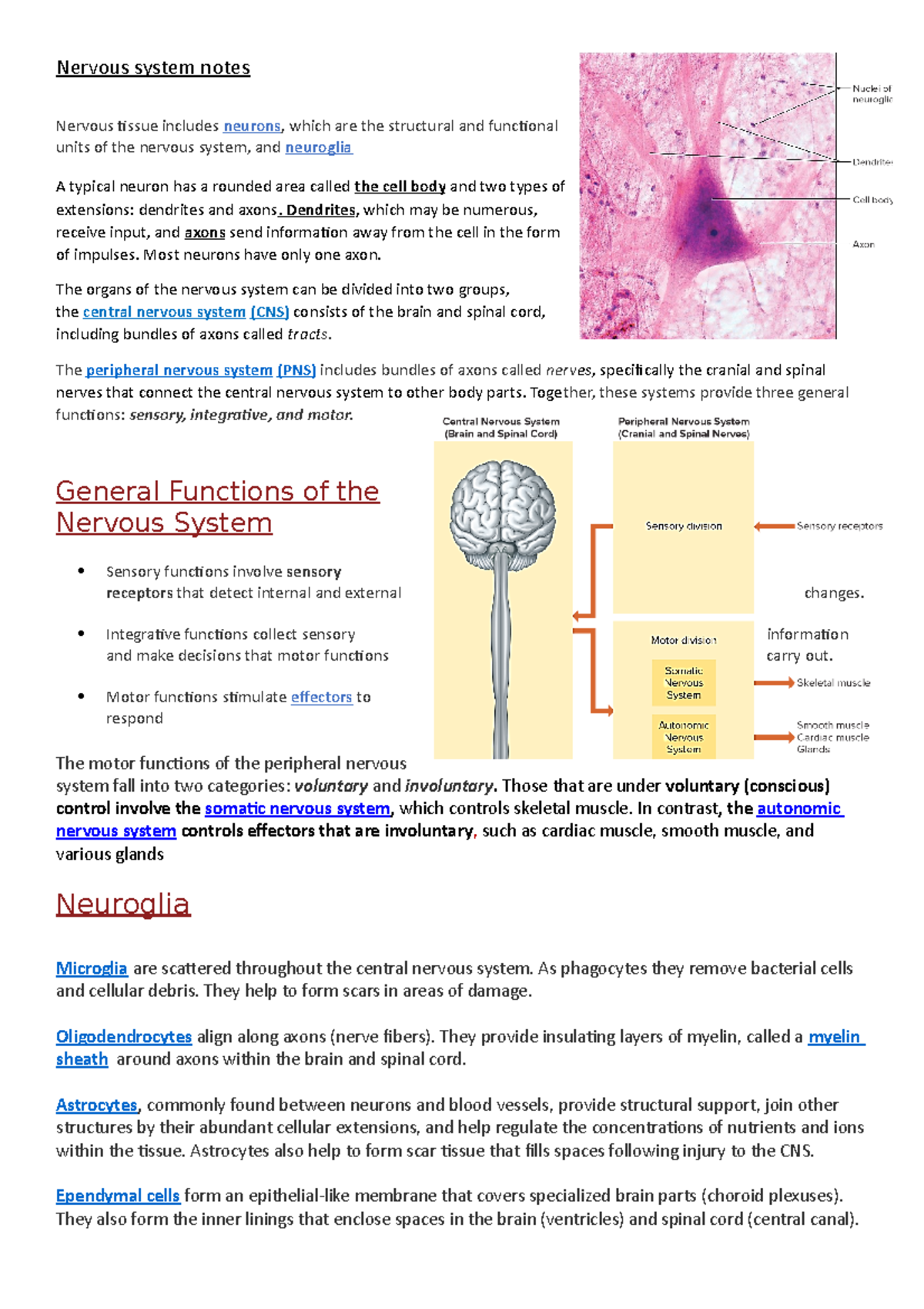 Connect Topic 9 - Notes made with interactive pictures on the NERVOUS ...