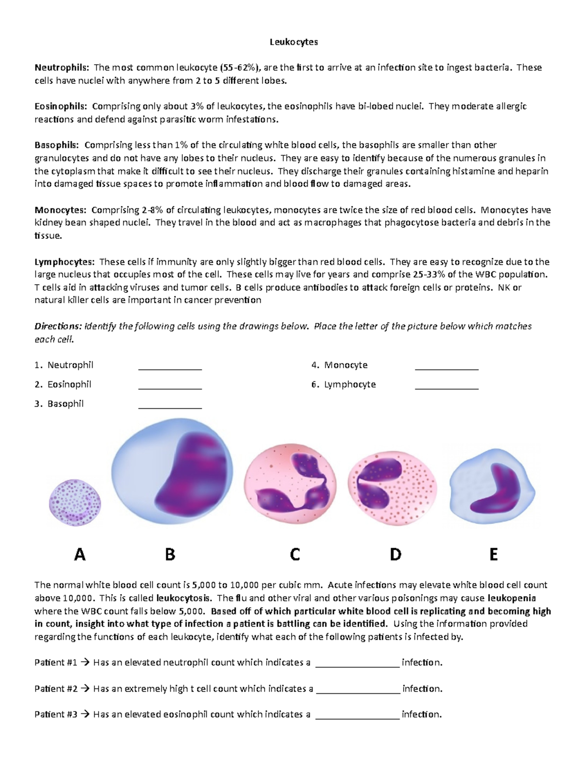 Worksheet - Blood -1 - Leukocytes Neutrophils: The most common ...