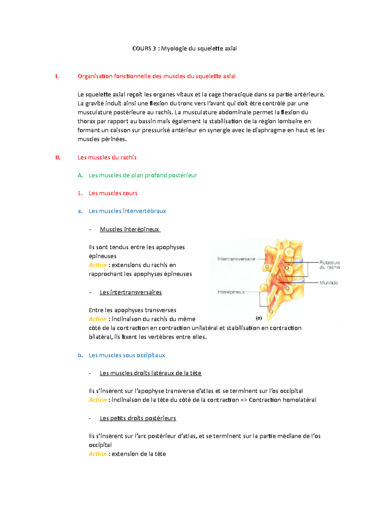 Myologie du squelette axial - Organisation fonctionnelle des muscles du ...