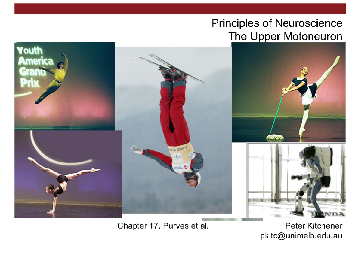 Principles of neuroscience lecture notes - Principles of Neuroscience ...