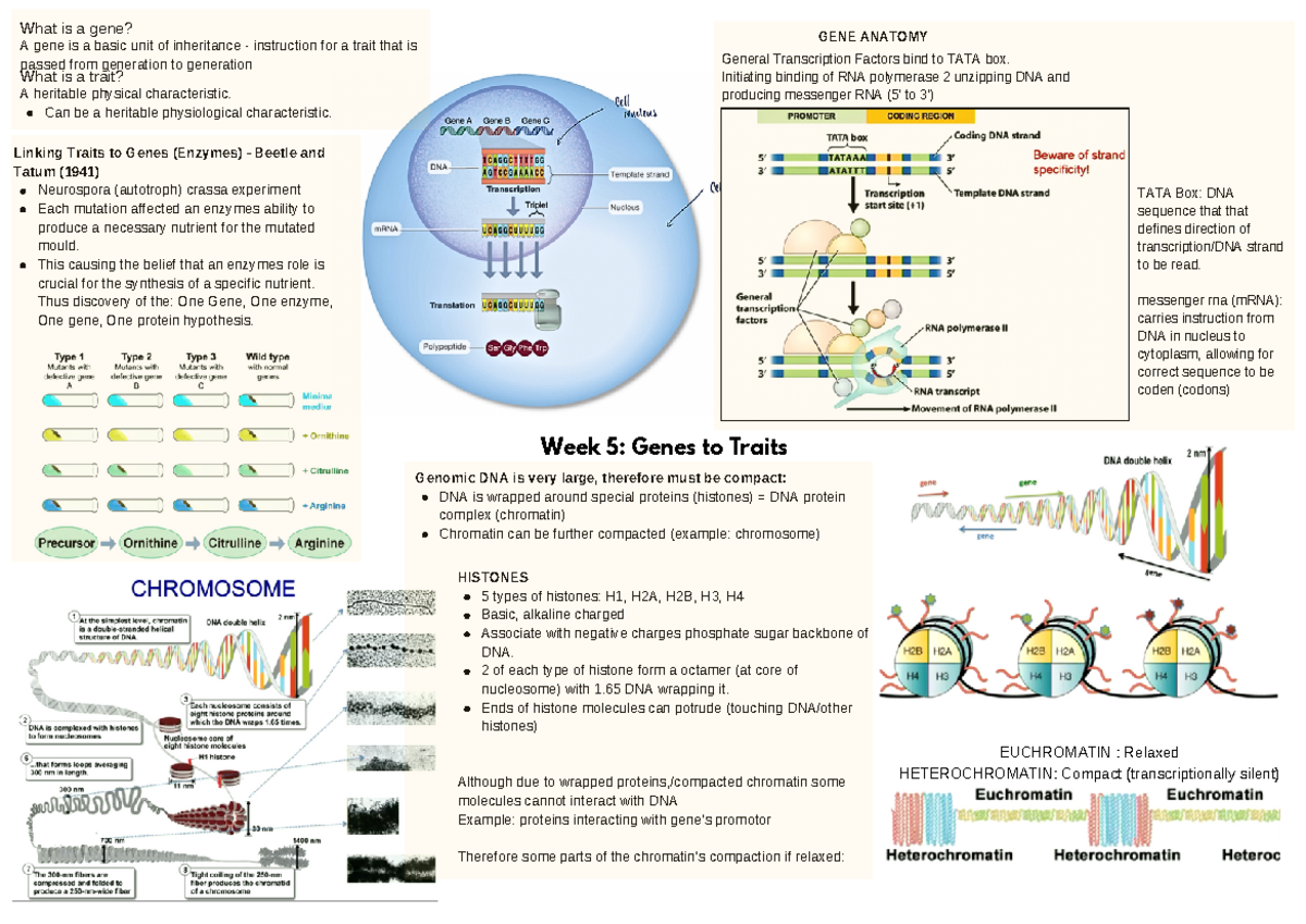 BIOL1020 WEEK 5 SUMMARY SHEET - What is a gene? Week 5: Genes to Traits ...