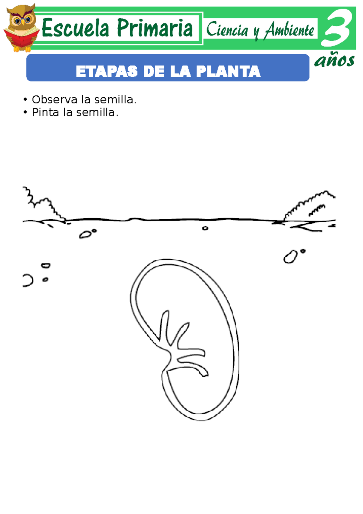 Etapas de Vida de la Planta para niños de tres años - • Observa la ...