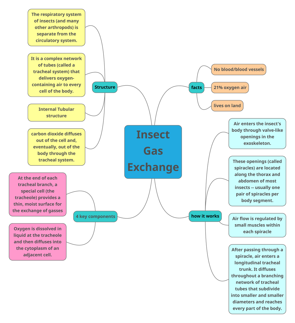 Insect gas exchange - Insect Gas Exchange Structure The respiratory ...