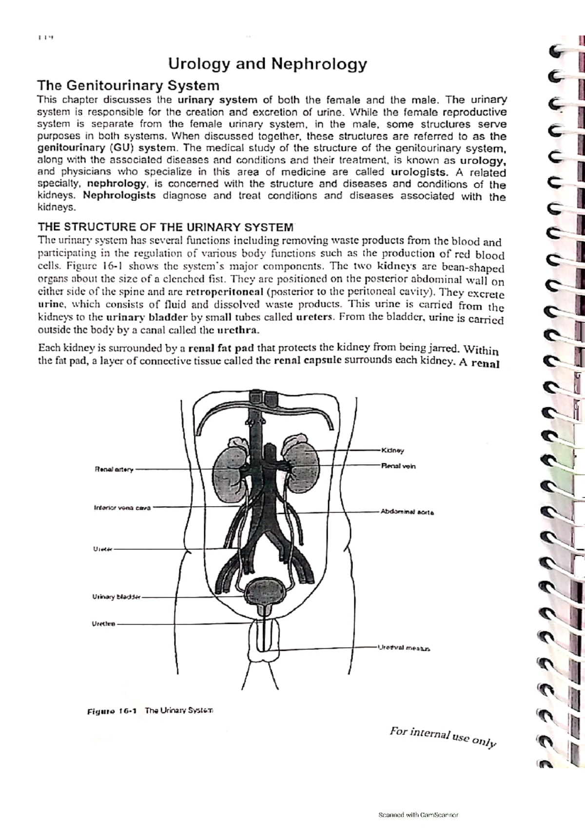 Urinary System - Useful notes - Urinary system test Name ...