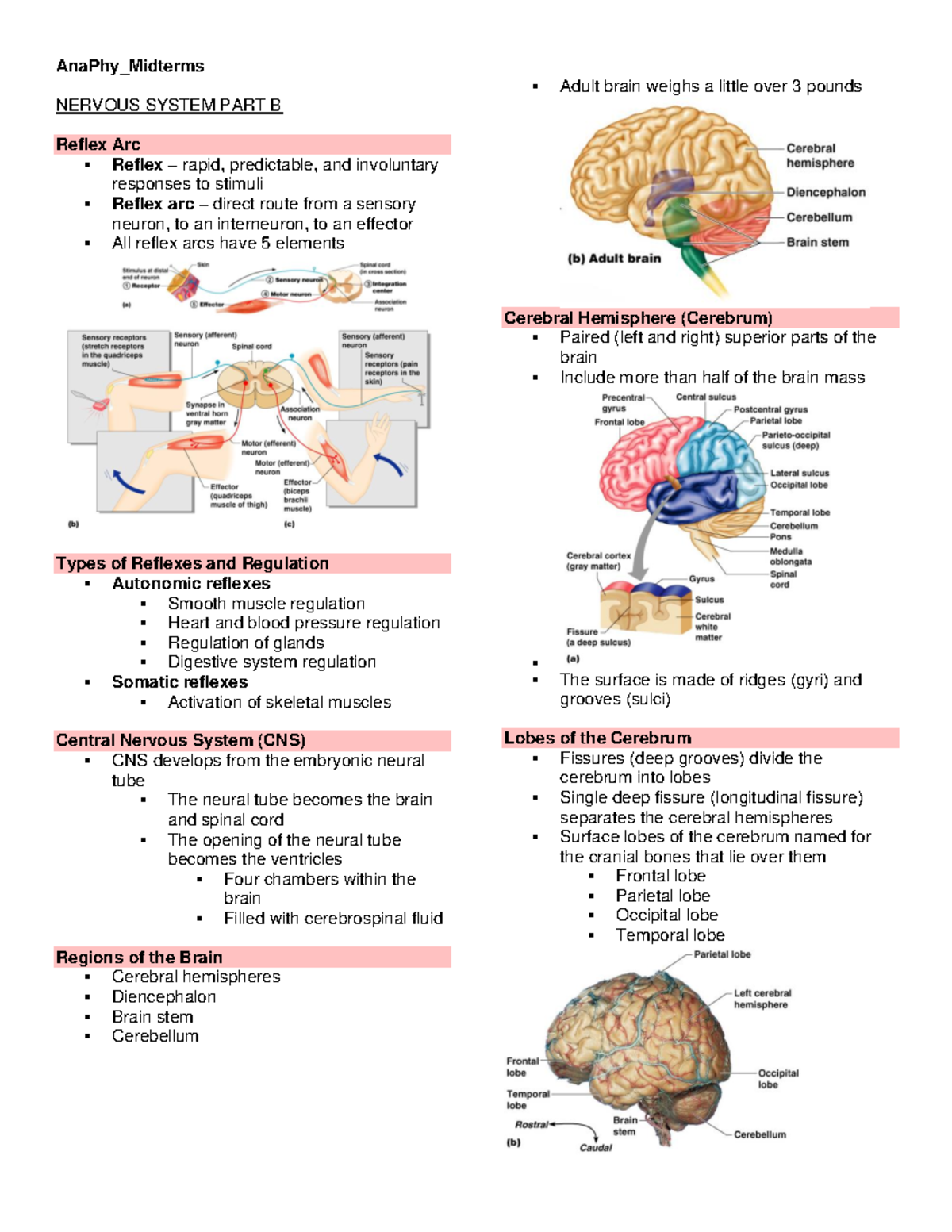 Nervous System Part B and C Marieb - NERVOUS SYSTEM PART B Reflex Arc ...