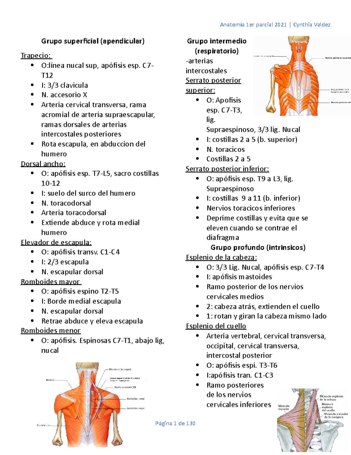 Guia anatomia final final con imagenes - Grupo superficial (apendicular ...