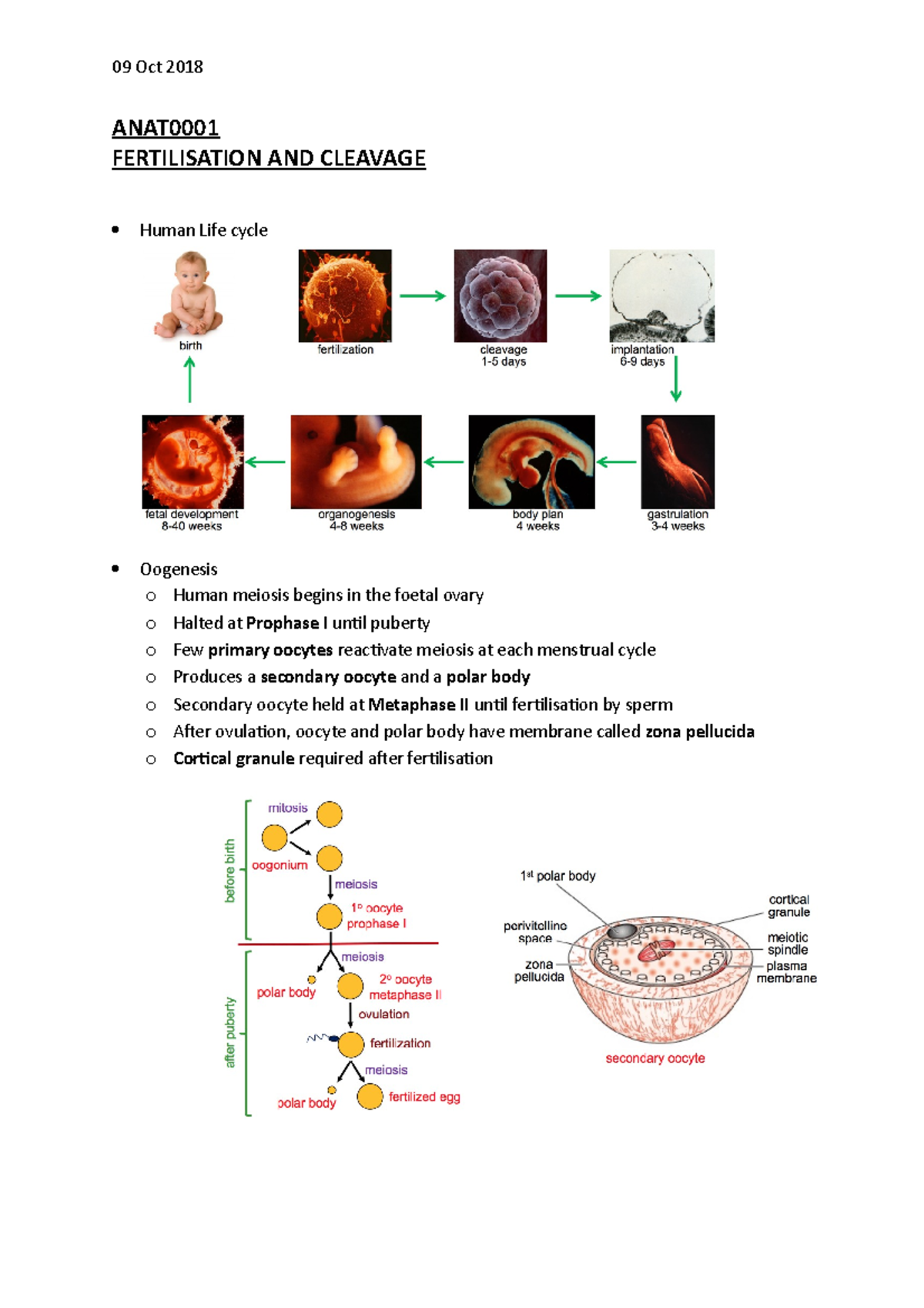 Cleavage and fertilisation - 09 Oct 2018 ANAT0001 FERTILISATION AND ...