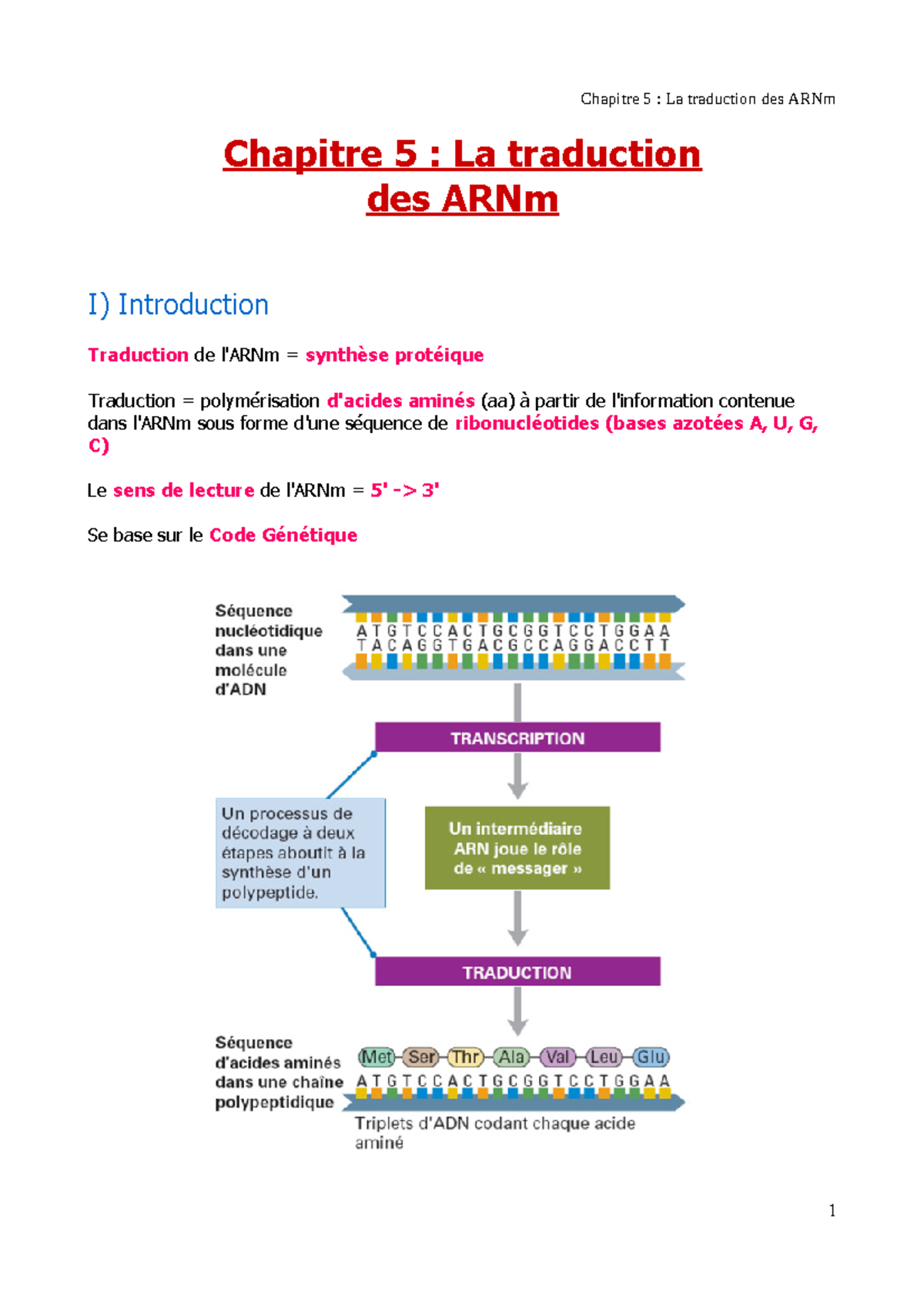 Chapitre 5 - La traduction des ARNm - Chapitre 5 : La traduction des ...