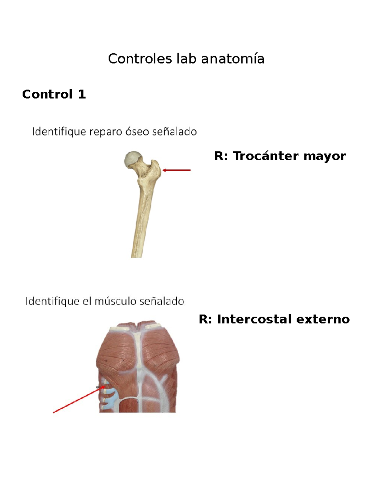 Controles lab anatomía - anatomia - Studocu