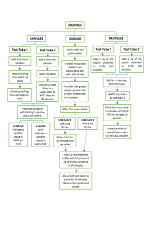 Part 2 enzymes - schematic diagram - ENZYMES UREASE Measure 10 grams of ...