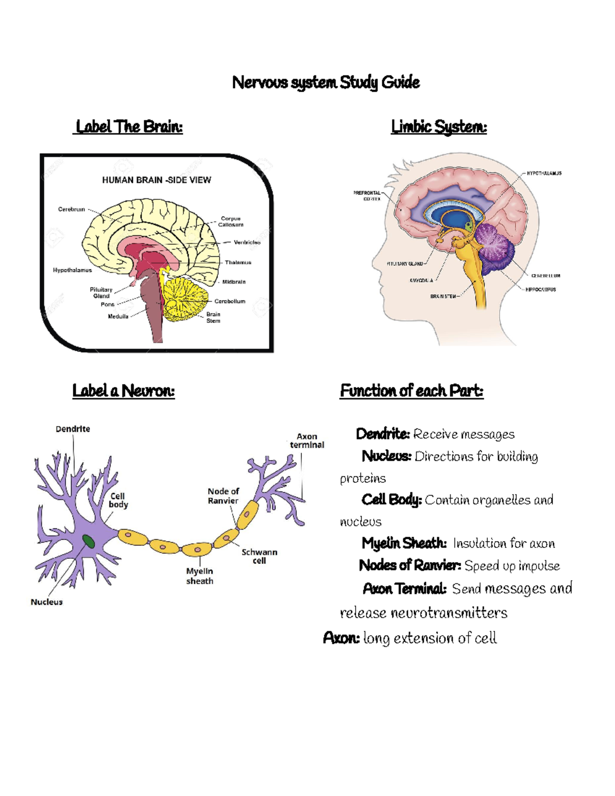 Nervous system Study Guide - Nervous system Study Guide Label The Brain ...