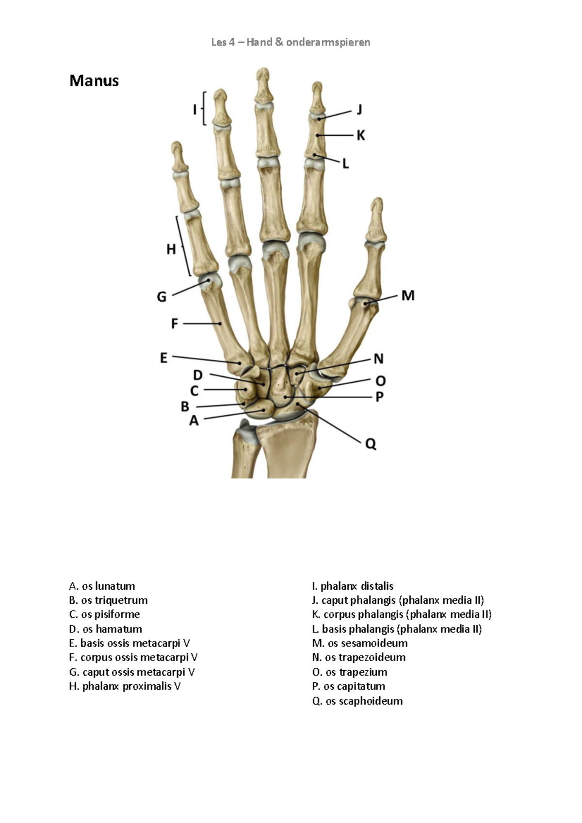 Les 4 - onderarmspieren - Manus A. os lunatum I. phalanx distalis B. os ...