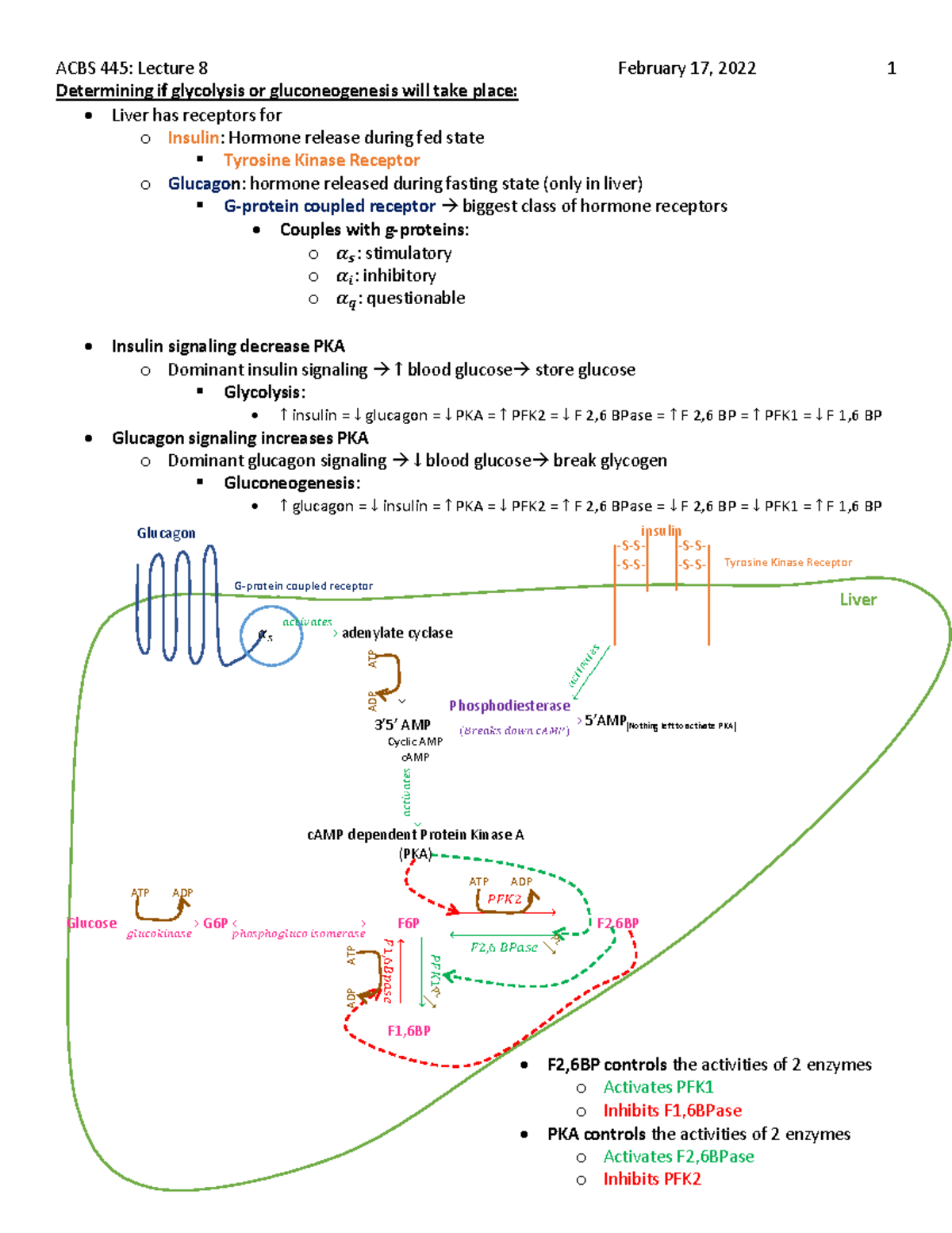 ACBS 445- Lecture 8 - Benjamin Renquist - Determining if glycolysis or ...