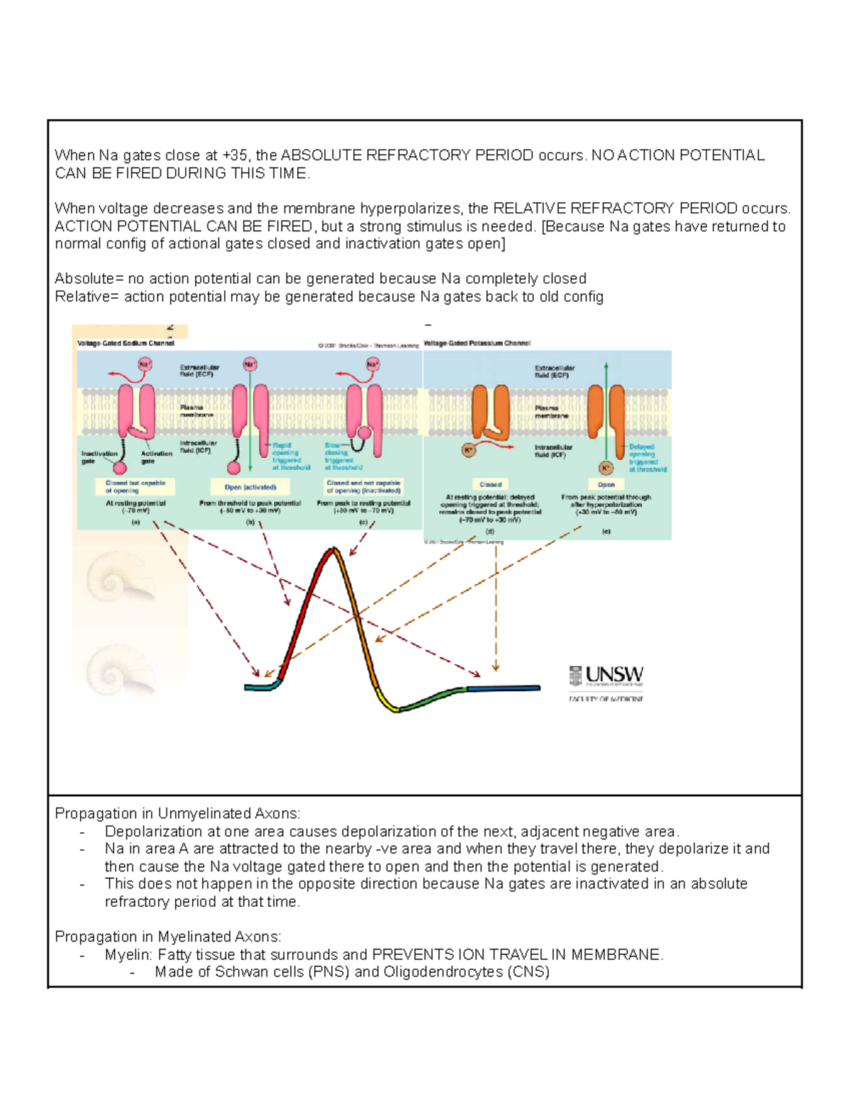 General - action potential - When Na gates close at +35, the ABSOLUTE ...