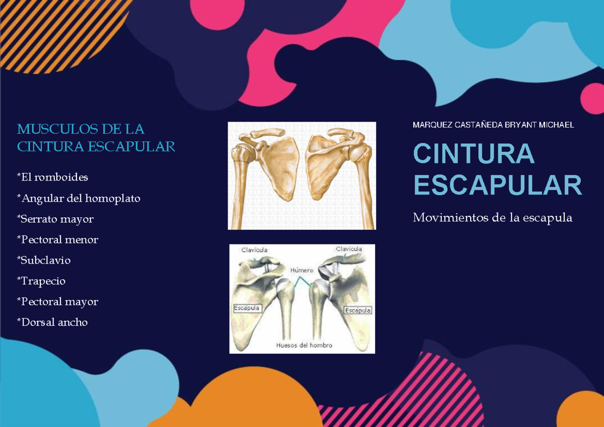 Folleto, cintura escapular - MUSCULOS DE LA CINTURA ESCAPULAR *El ...