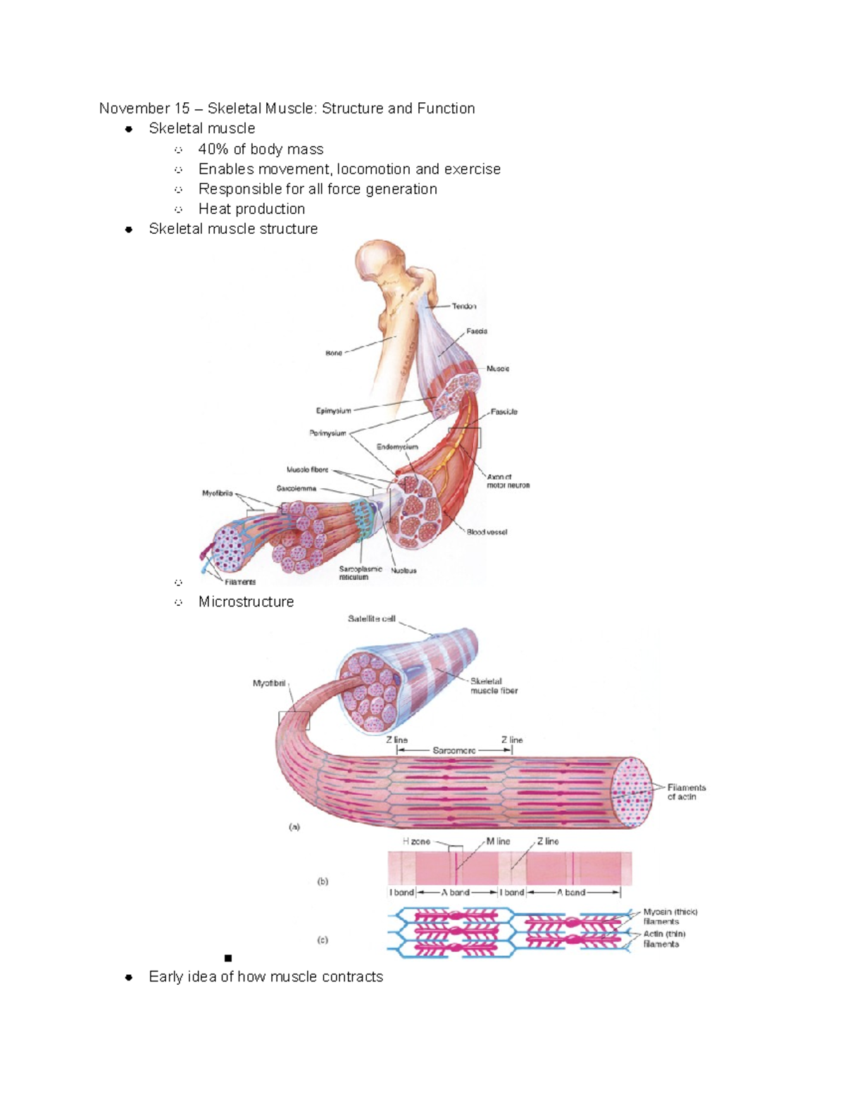 Exam 3 Notes - November 15 – Skeletal Muscle: Structure and Function ...