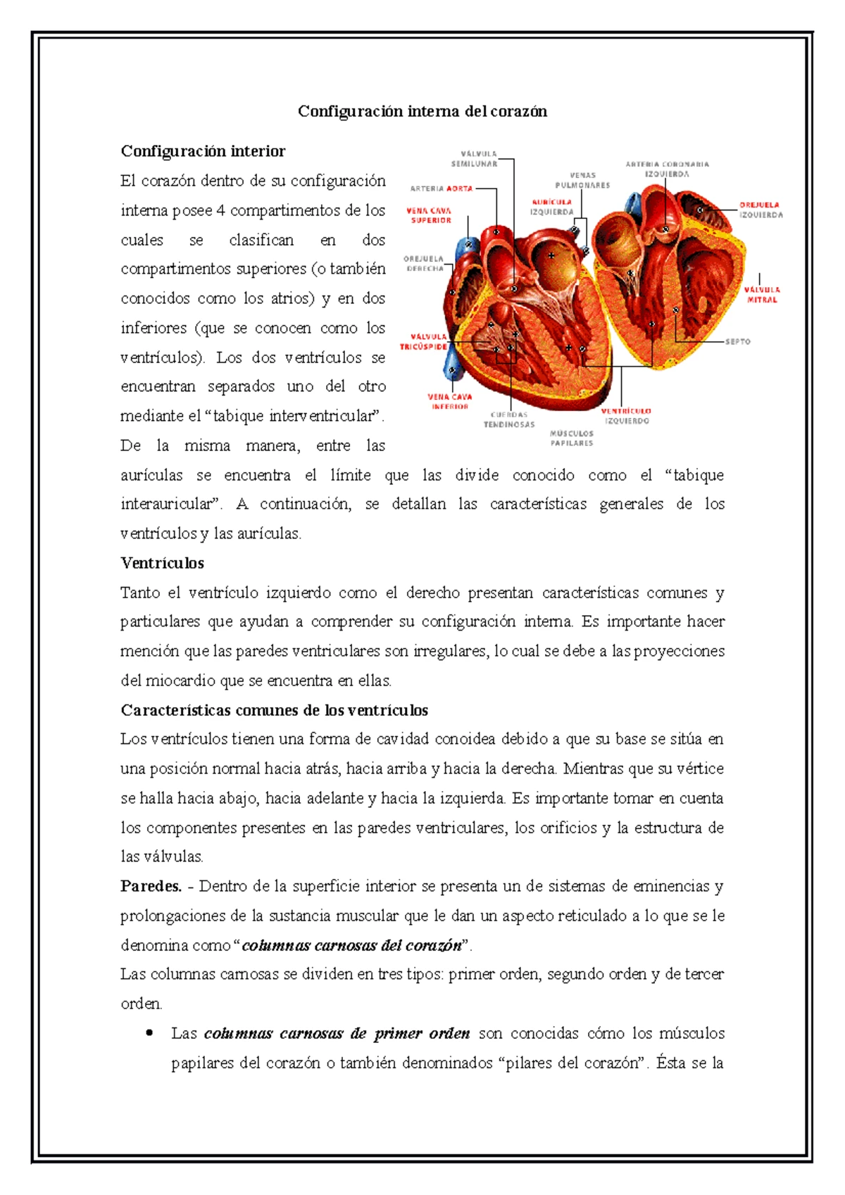 Grupo 5 Morfología - Generalidades del Esmalte dental. Composición ...