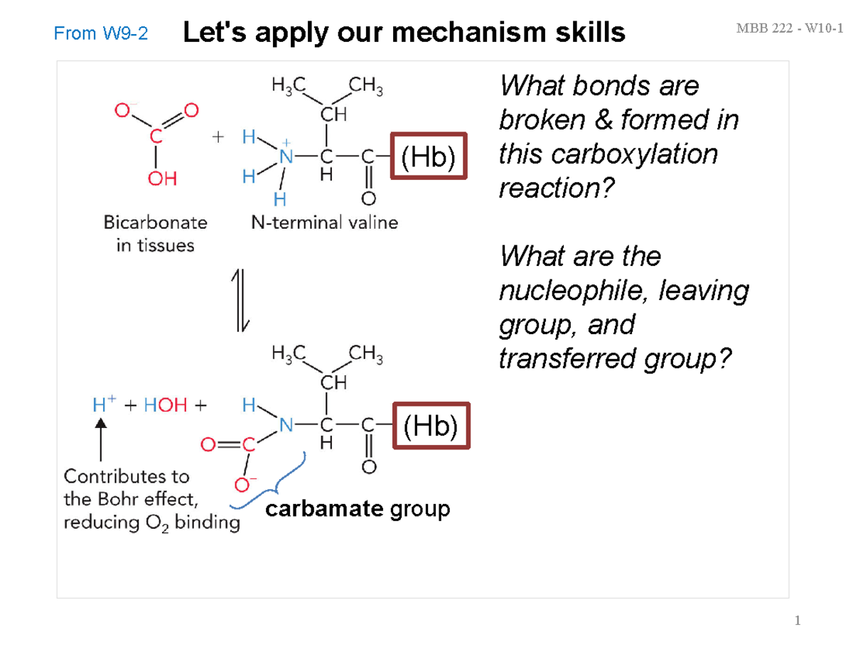 Slides W 10-1-Chymotrypsin Part 1 - 1 (Hb) (Hb) carbamate group Let's ...