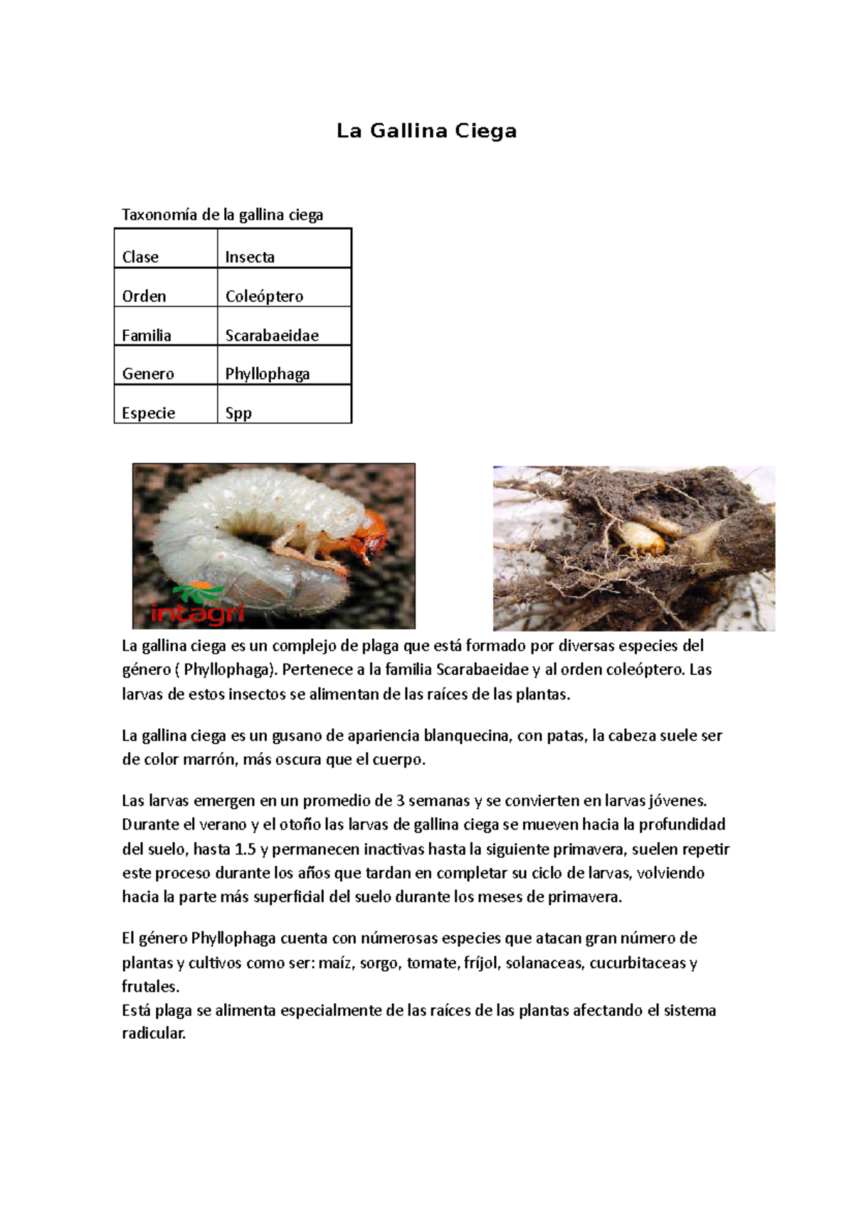 Plaga la gallina ciega - Cultivos Agroindustriales - La Gallina Ciega ...