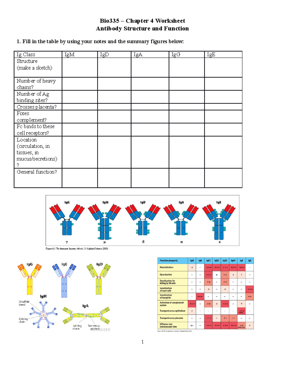 Bio335 Chapter 4 Homework Worksheet - Ig Gene Rearrangement(1) - Bio335 ...