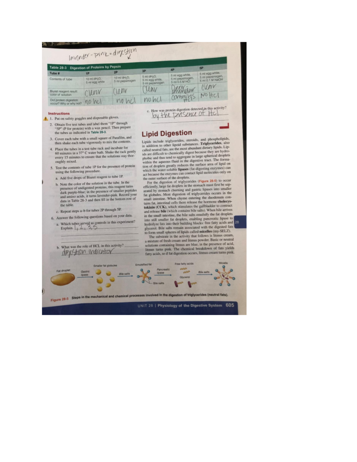 Unit 28 Lab - Unit 28 Lab - BIOS 2320 - MCC - Studocu