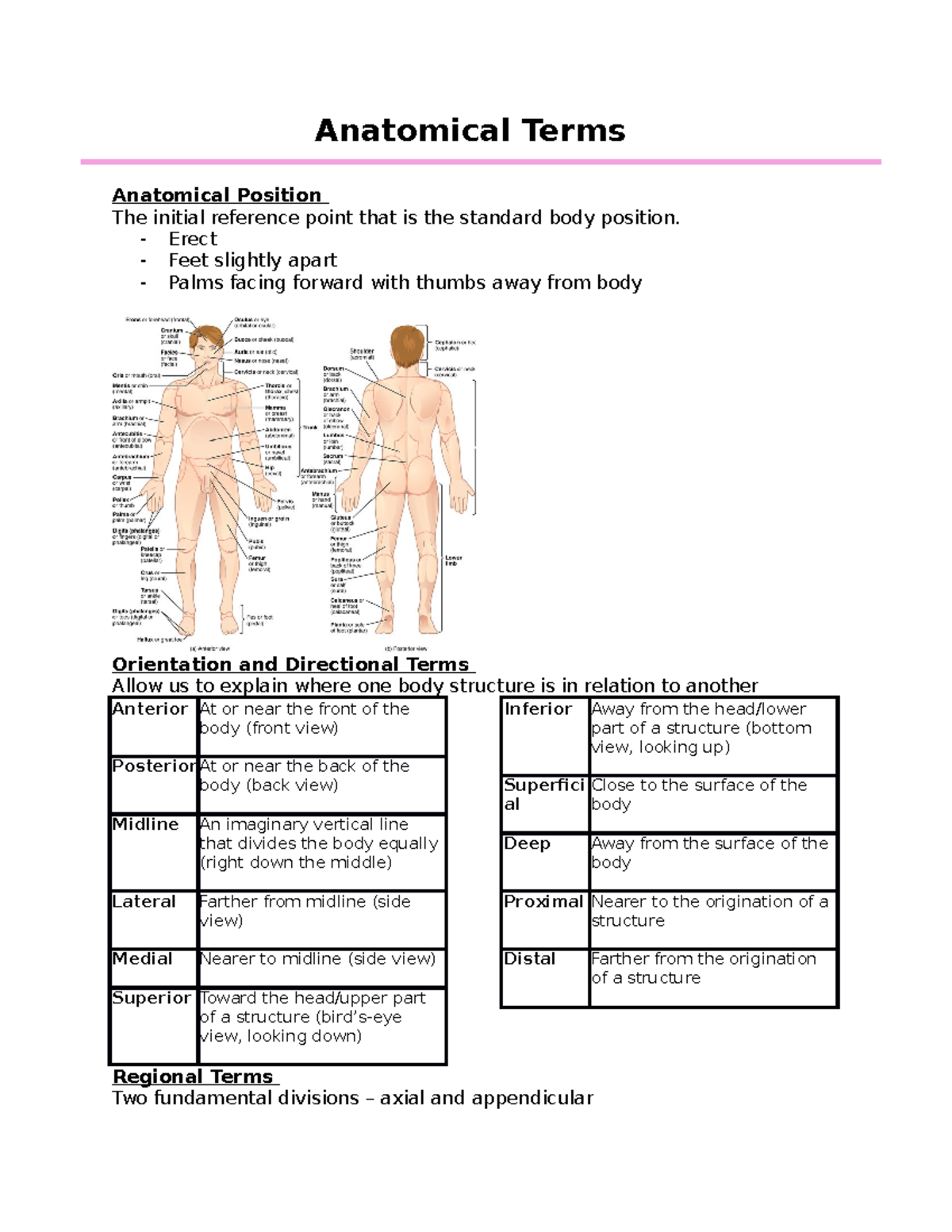 Anatomical Terms - january 2022 - Anatomical Terms Anatomical Position ...