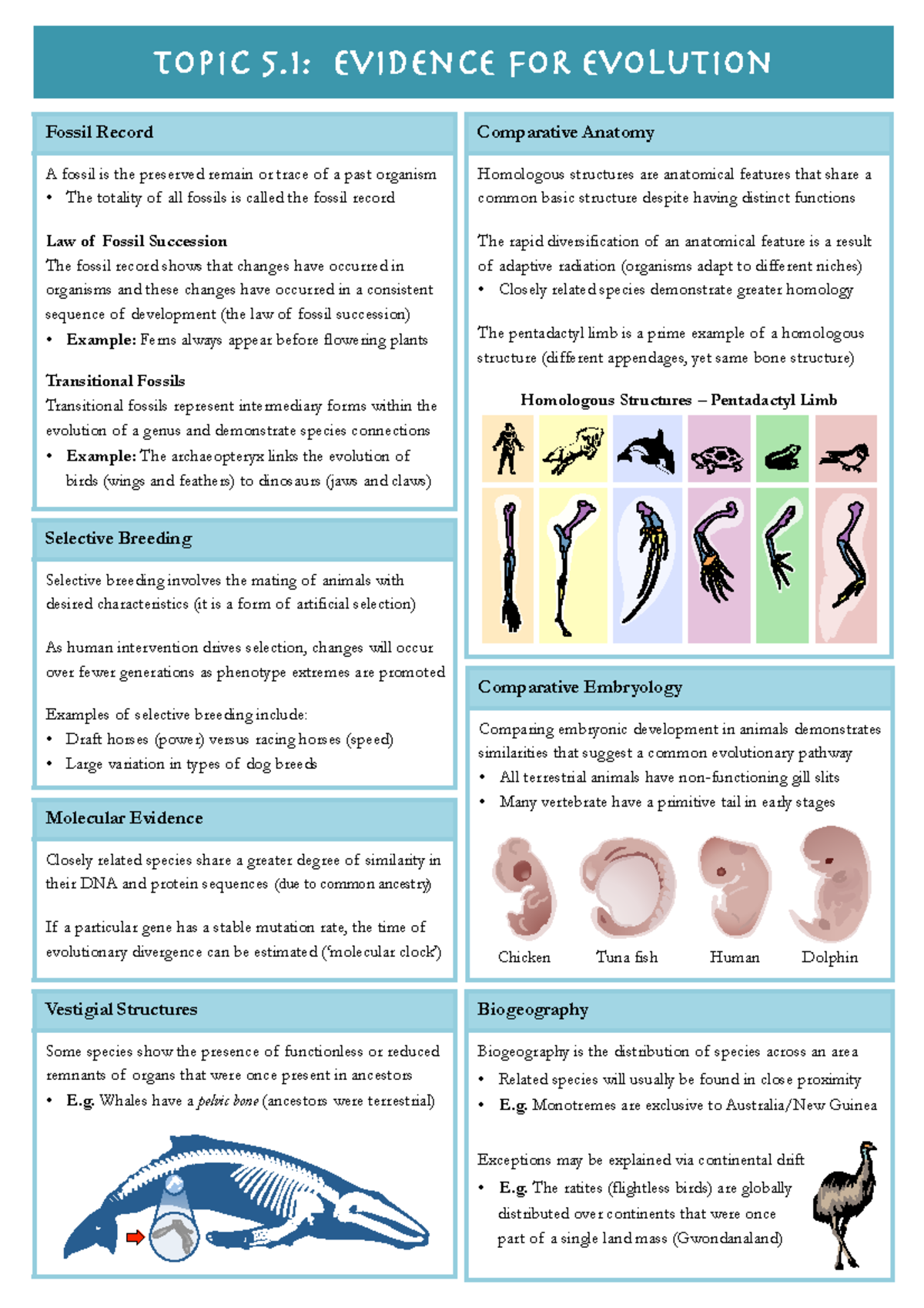 5.1 Evidence for Evolution - Topic 5: EvIDEnCE FOR EvOLuTIOn Fossil ...