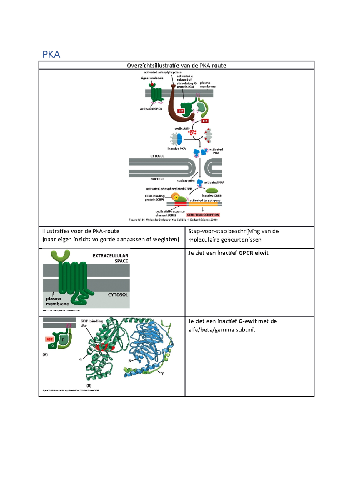 Wc signaaltransd. PKA,PKB, PKC, MAPk, WNT - PKA Overzichtsillustratie ...