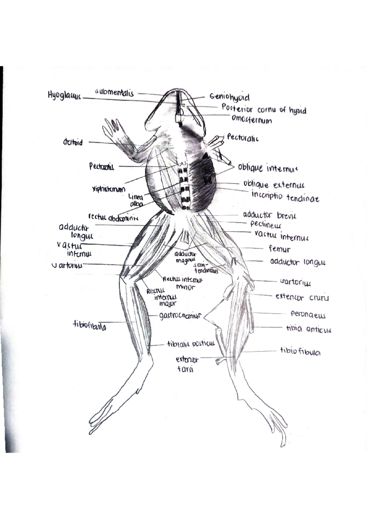 Morado M4 Activity 2 - lecture - Hyoglassus submentalis Geniohyoid ...