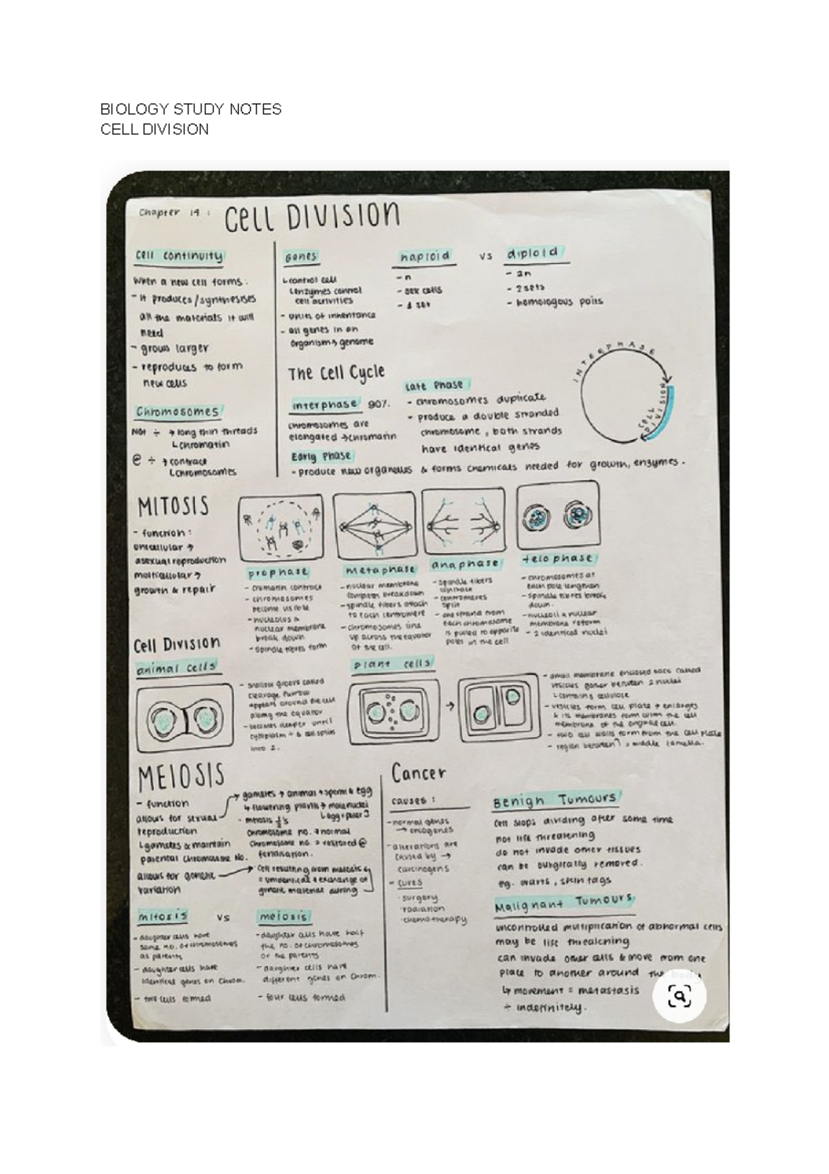 Biology, Cell Division Notes - BIOLOGY STUDY NOTES CELL DIVISION - Studocu