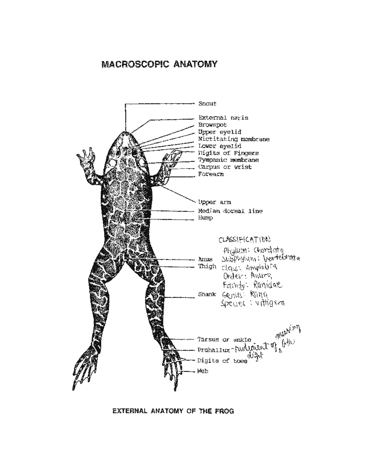 Frog Muscle Anatomy