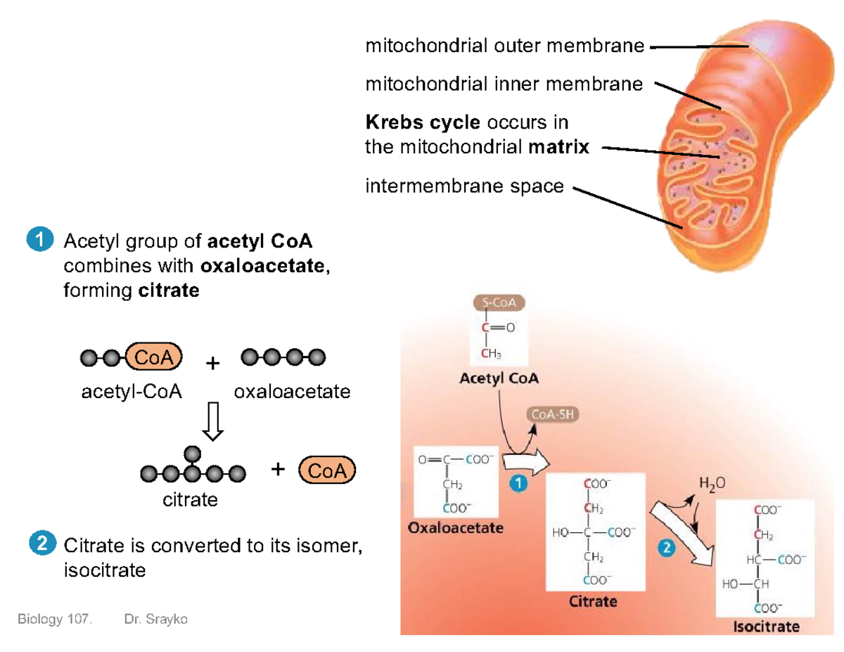 107Lect 20Slides - notes with details written in some! - Acetyl group ...
